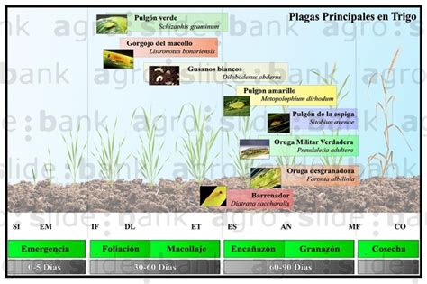 Ciclo Ontogénico Y Plagas Del Trigo Agro Slide Bank