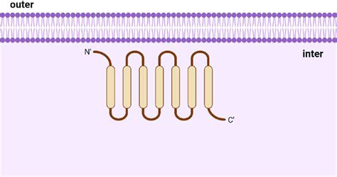 Transmembrane Was Visualized Using Protter It Shows That Protein