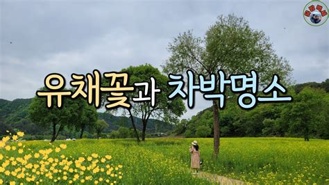 금강 따라 펼쳐진 드넓은 유채 꽃밭과 버드나무가 조화롭게 자태를 뽐내고 있어요 무료로 캠핑과 차박을 즐기는 아름다운 곳 충북