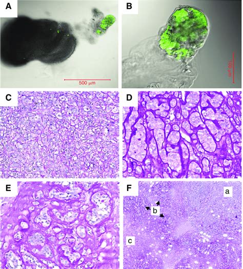 Yolk Sac Malformations Derived From Rat Extraembryonic Endoderm Download Scientific Diagram