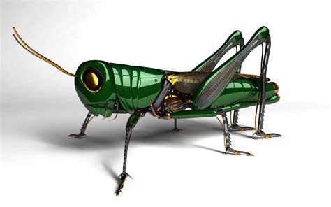 1920x1200 1920x1200 High Resolution Wallpaper Grasshopper