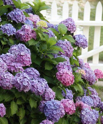 How And When To Fertilize Hydrangeas Homes And Gardens
