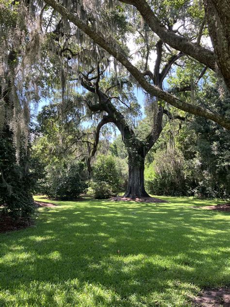 Pamela Brooks On Linkedin Trees Protectourtrees Liveoaks