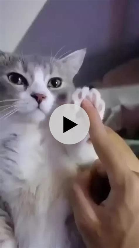 집사랑 놀아주다 신난 고양이 포텐 터짐 최신순 에펨코리아