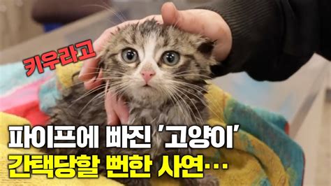 파이프에 빠진 고양이 간택당할 뻔한 사연··· 키워네키우라고 Youtube
