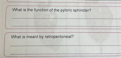 Solved What Is The Function Of The Pyloric Sphincter What
