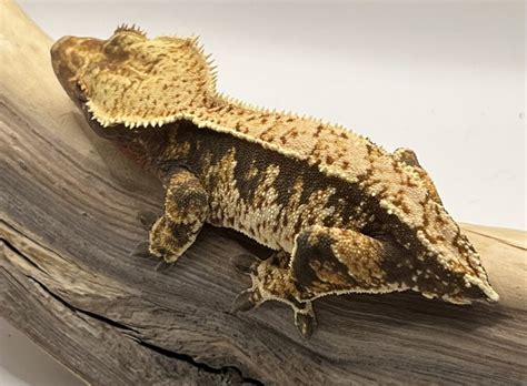 Female Crested Geckos Crosbys Critters