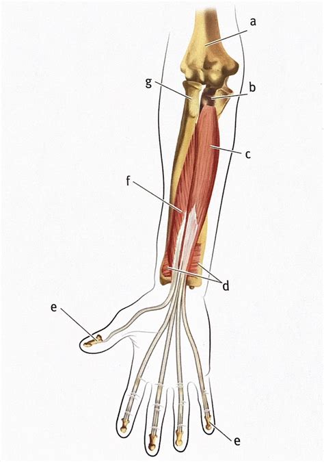 Deep Flexor Muscles Of The Right Forearm Anterior View Diagram Quizlet