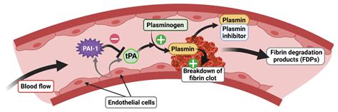 IJMS Free Full Text Glucocorticoid Responsive Tissue Plasminogen