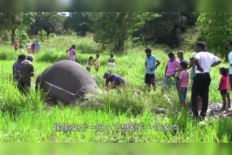 为什么大象死后不能碰作死小哥非要碰结果后悔已经晚了 大象 结果