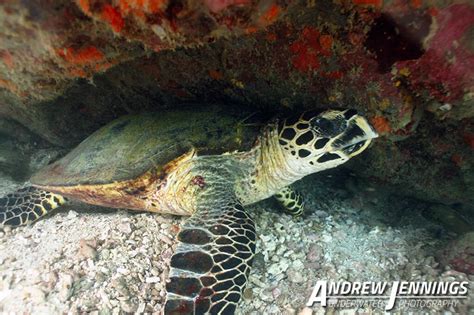Samae San Diving Sattihip Islands Underwater Clicks