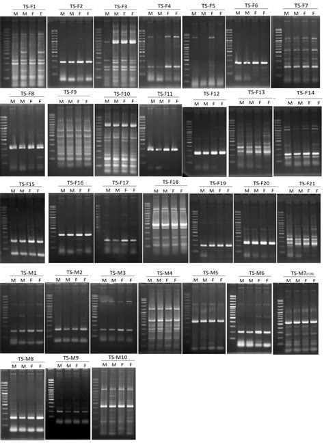 Towards Sex Identification Of Asian Palmyra Palm Borassus Flabellifer