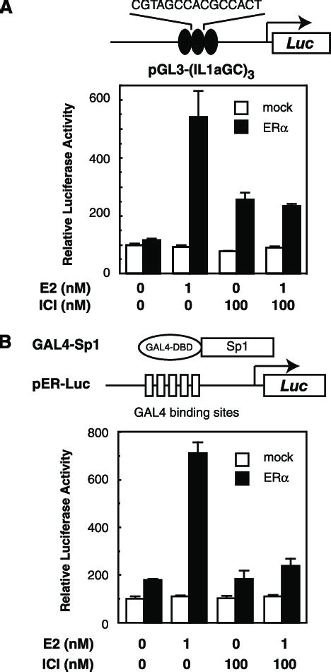 Mutation Analysis And Effects Of E2 And Ici On Sp1 Activity A