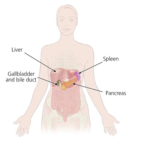 Pancreas Location Female