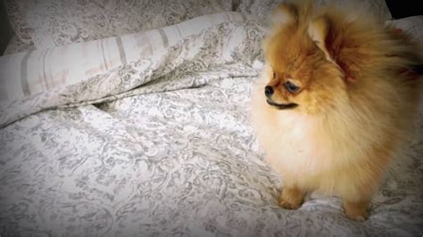 Самая красивая собака ️🐶 Моя любовь 😍 Померанский шпиц 🥰 Youtube