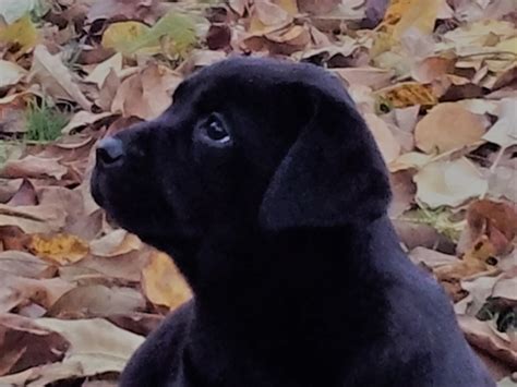 LABRADOR Rodowodowe FCI Czarne Po Championach 7172491775 Oficjalne