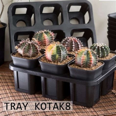 Jual Tray Pot Kotak 8cm Hitam Semai Bibit Sukulen Kaktus Hidroponik