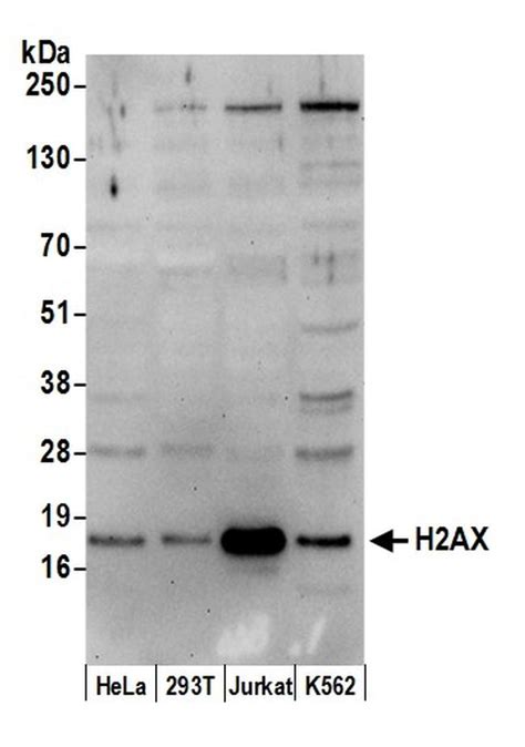 H2ax Antibody A303 837a