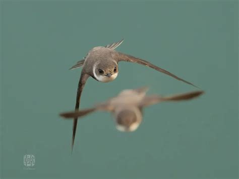 共同守护崖沙燕的家园 —— 环保公益学习平台 绿资酷