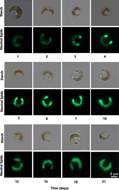 Visualization Of Carbohydrates And Neutral Lipids In P Subcapitata