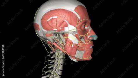 The Zygomatic Nerve Is A Branch Of The Maxillary Nerve It Arises In The Pterygopalatine Fossa