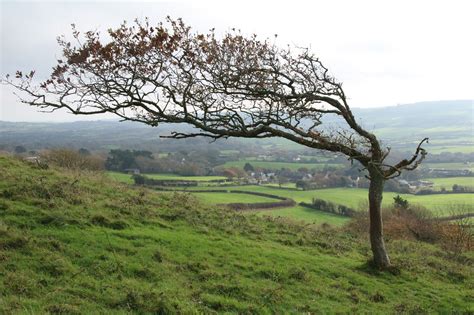 Dorset Group 13 Nov 22 Purbeck Ridge Creech Hill To Corfe Castle