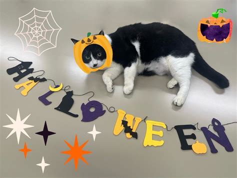 ハロウィン 陽葵