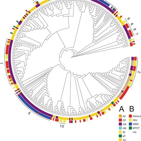 Maximum Likelihood Phylogeny Of Hiv 1 Crf01 Ae Strains Download