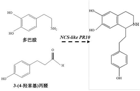 NCS likePR10基因及其应用的制作方法 2