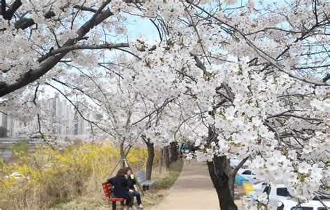 안양 충훈벚꽃축제 팬마음 커뮤니티