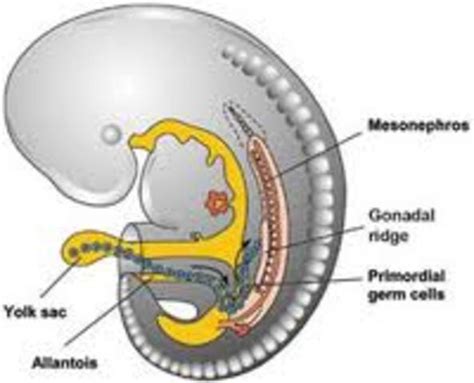 Embryological Development Of Reproductive System Timeline Timetoast