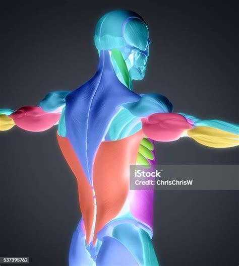 인간의 해부학 근육 그룹 근육 레이아웃 위치 다른 색상 근육질 체격에 대한 스톡 사진 및 기타 이미지 근육질 체격 인체