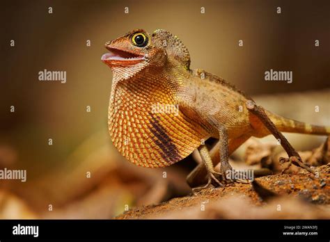 Otocryptis Wiegmanni Brown Patched Kangaroo Lizard Sri Lankan