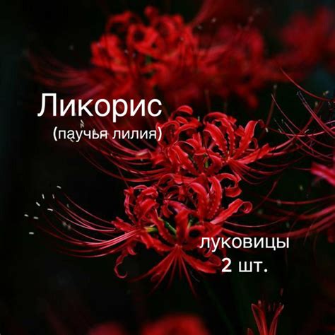 Ликорис лучистый (паучья лилия) 2 луковицы купить на OZON по низкой ...