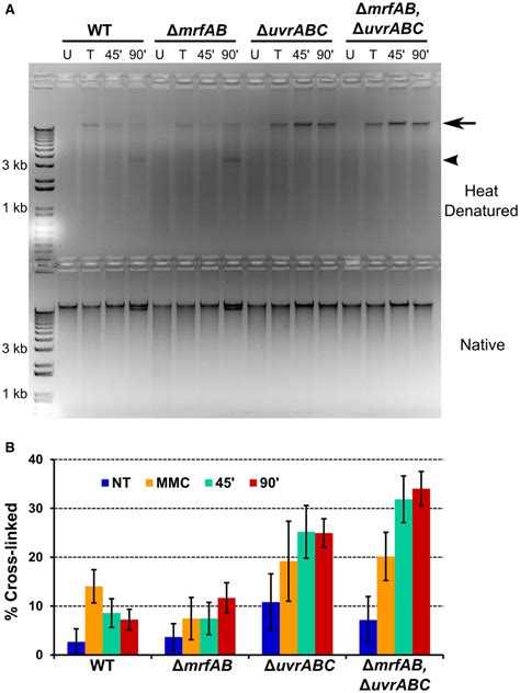 Mrfab Are Not Required For Unhooking Interstrand Dna Cross‐links A
