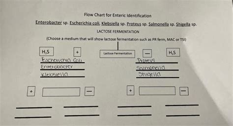 Solved Flow Chart For Enteric Identification Enterobacter