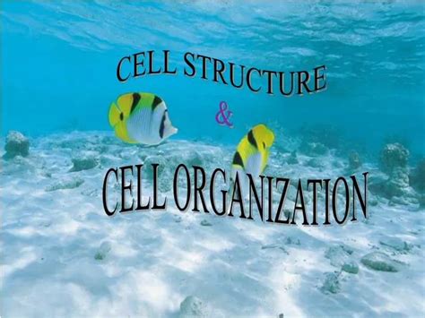 PPT CELL STRUCTURE PowerPoint Presentation Free Download ID 1861981