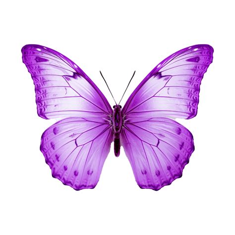Borboleta Lilas Pngs Para Download Gratuito