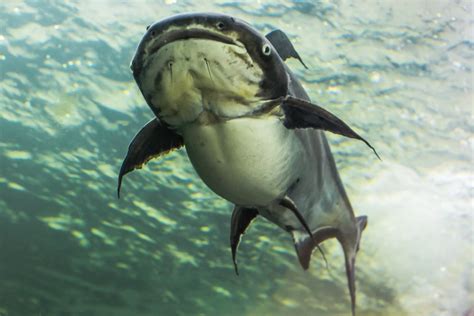 Different Types Of Catfish Species Identification Guide Fishmasters Com