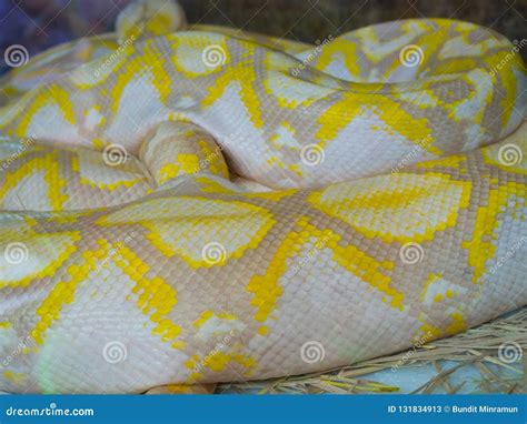 Albino Boa Constrictor Python Riverbery