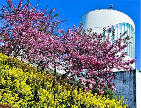 🌸 一足早い春の訪れとなる 『まつだ桜まつり』 🗻 たつちあんさんのフォト 趣味人倶楽部（しゅみーとくらぶ）