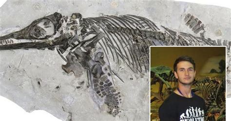 Plastic Fossil Gathering Dust In Museum Is Actually Priceless Relic Dating Back 189 MILLION