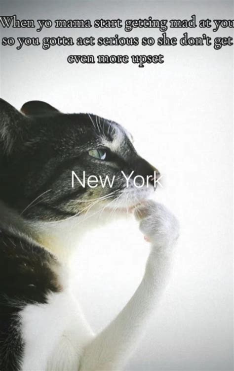 Cat Thinking Know Your Meme