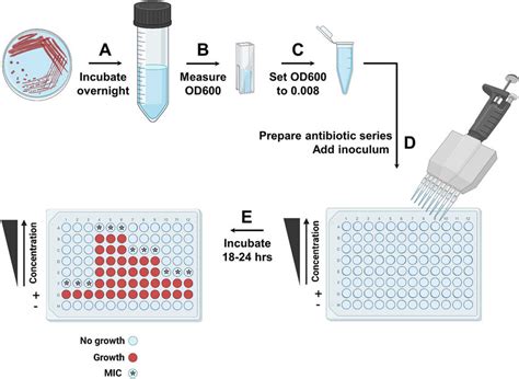 Schematic Overview Of The Antibiotic Mic Value Determination Protocol Download Scientific
