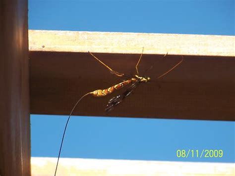 Really Big Flying Bug Megarhyssa Macrurus Bugguide Net