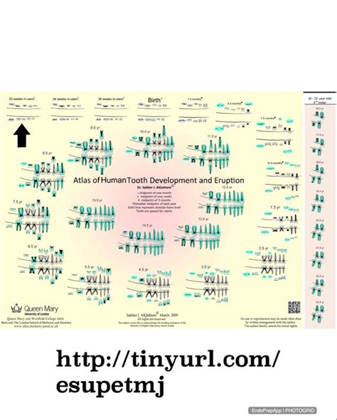 Teeth Eruption Chart