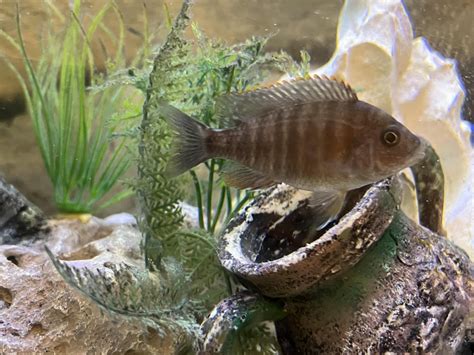 Can You Help Sex This Cichlid Rcichlid