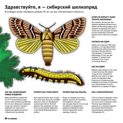 Кнорр: эффективность борьбы с шелкопрядом в Томской области – 95% - РИА ...
