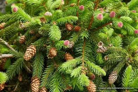 Get To Know Different Types Of Conifers Artofit