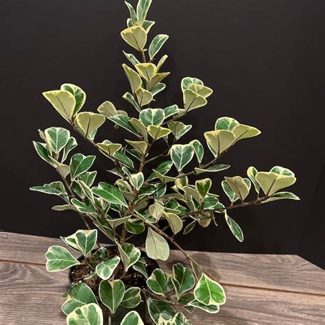 Ficus Triangularis Variegated Etsy
